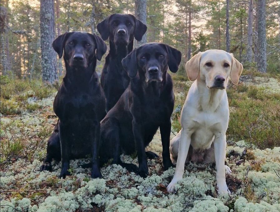Kennel Loyal – Lomsjögården